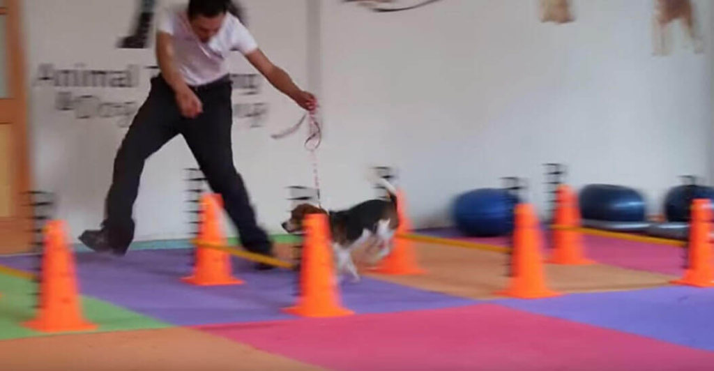 Inicio - animal training